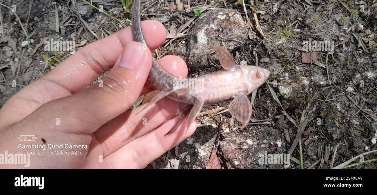 Royal Farlowella Catfish (Sturisomatichthys panamensis Stock Photo - Alamy