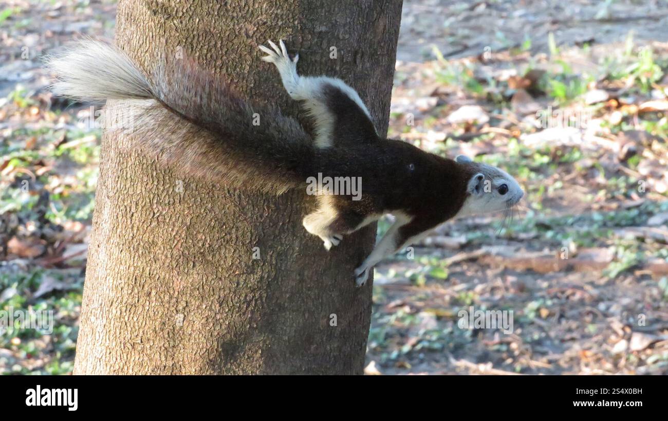 Finlayson's Squirrel (Callosciurus finlaysonii Stock Photo - Alamy