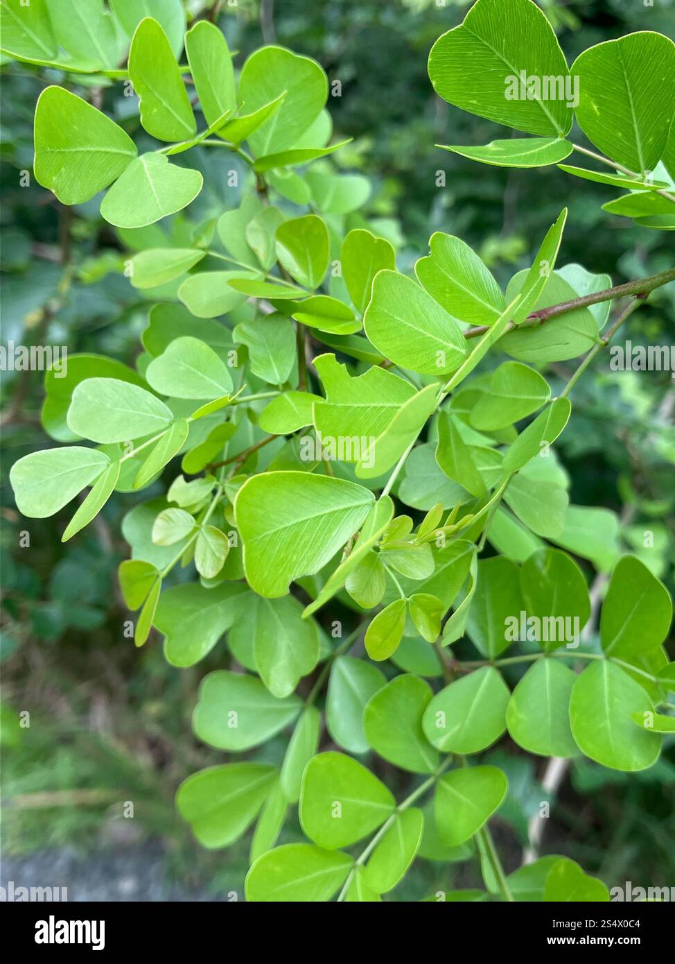 Bloodwood Tree (Haematoxylum campechianum Stock Photo - Alamy