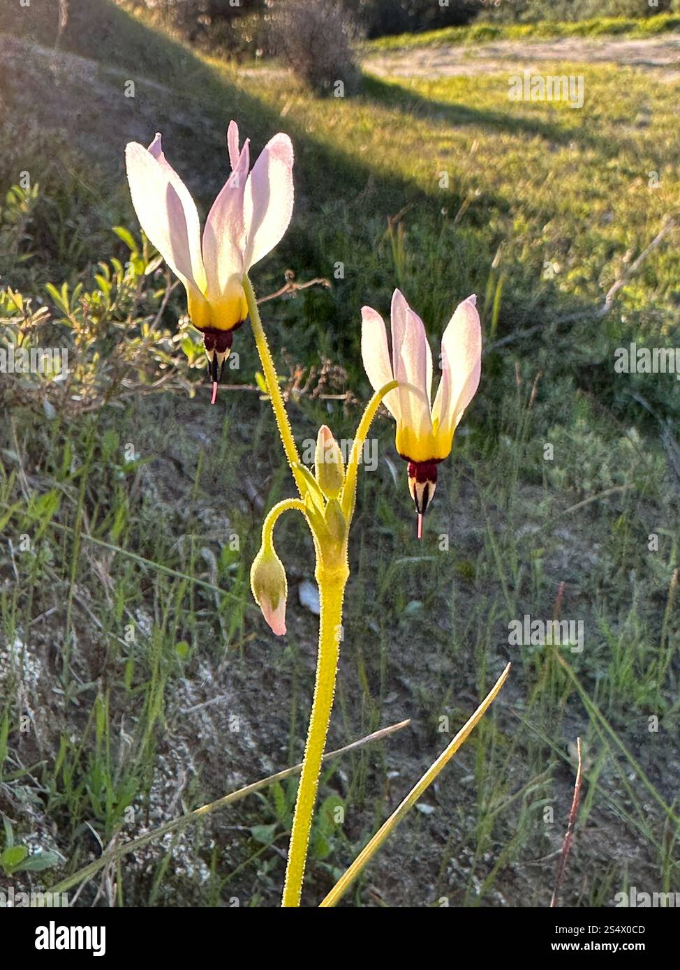 Padre's Shooting Star (Primula clevelandii Stock Photo - Alamy
