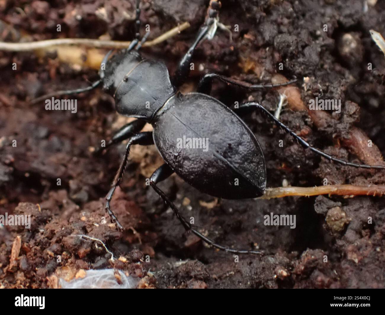 Greater Night-stalking Tiger Beetle (Omus dejeanii Stock Photo - Alamy