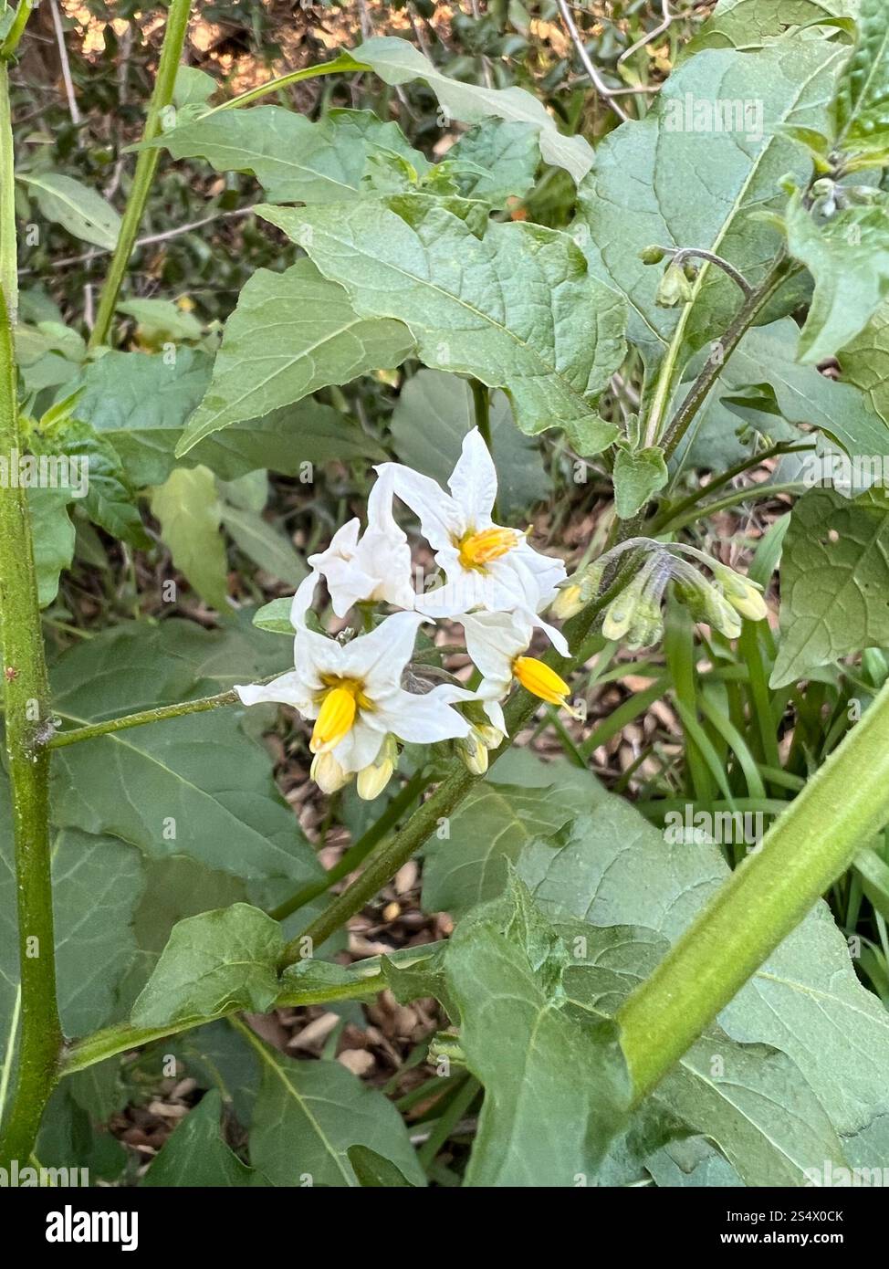greenspot nightshade (Solanum douglasii Stock Photo - Alamy