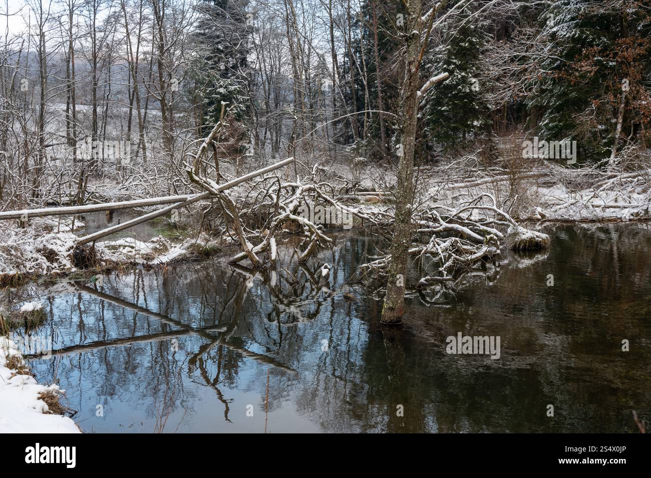 Little Dam built by beavers, damming a small body of water with wood ...