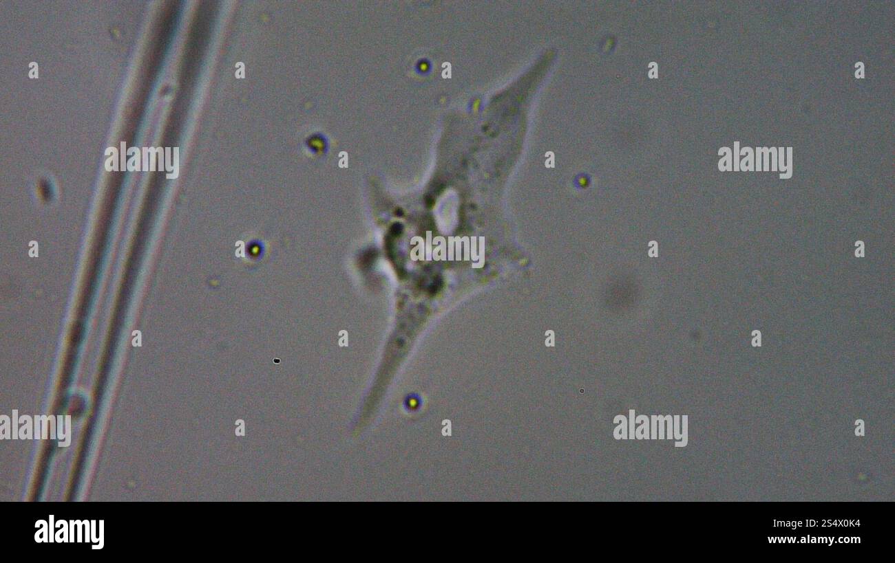 Lobosa hi-res stock photography and images - Alamy