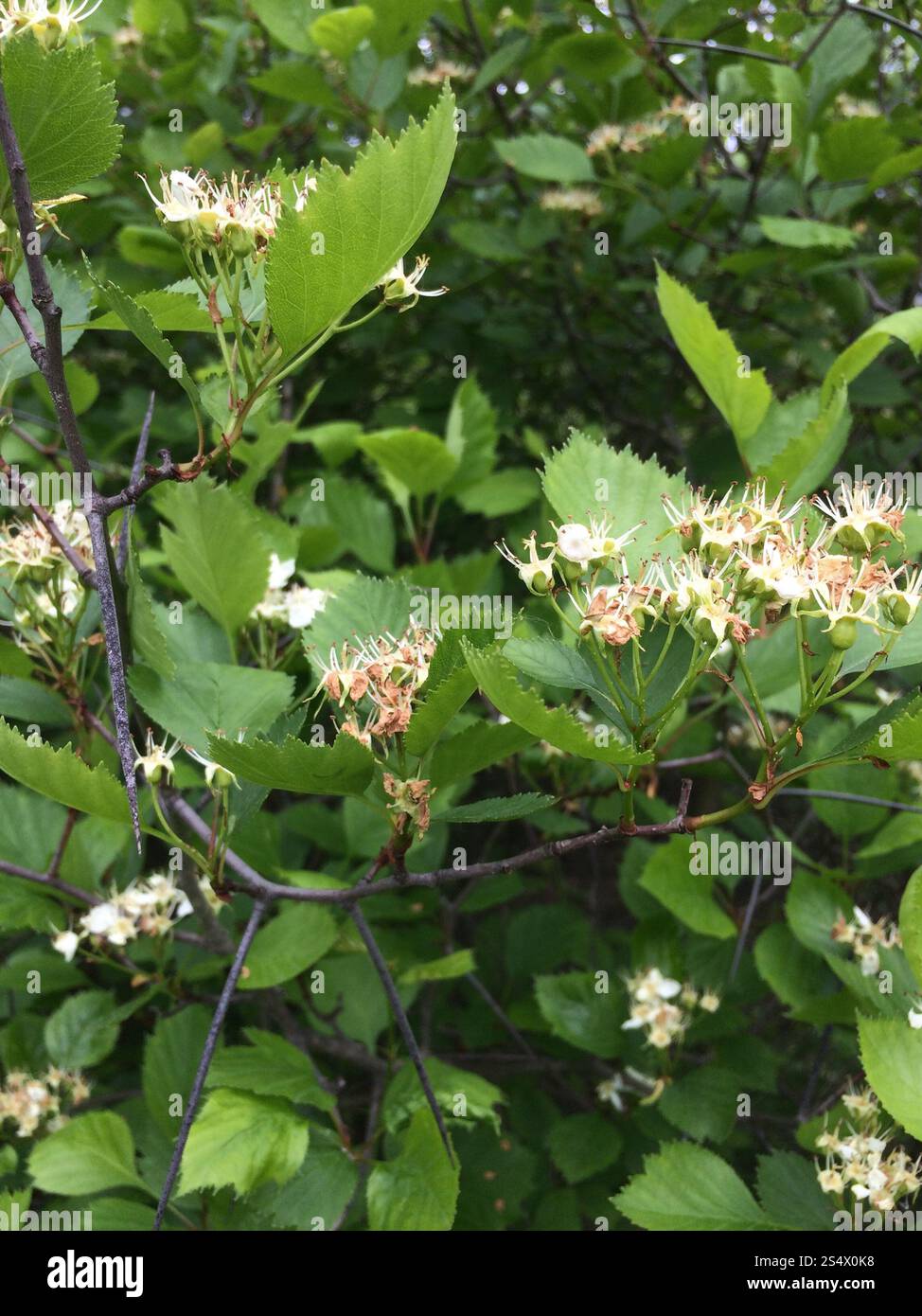 Glabrous-fruit Fireberry Hawthorn (Crataegus chrysocarpa phoeniceoides ...