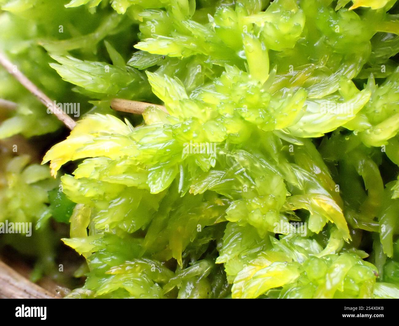 Cow-horn Bog-moss (Sphagnum denticulatum Stock Photo - Alamy