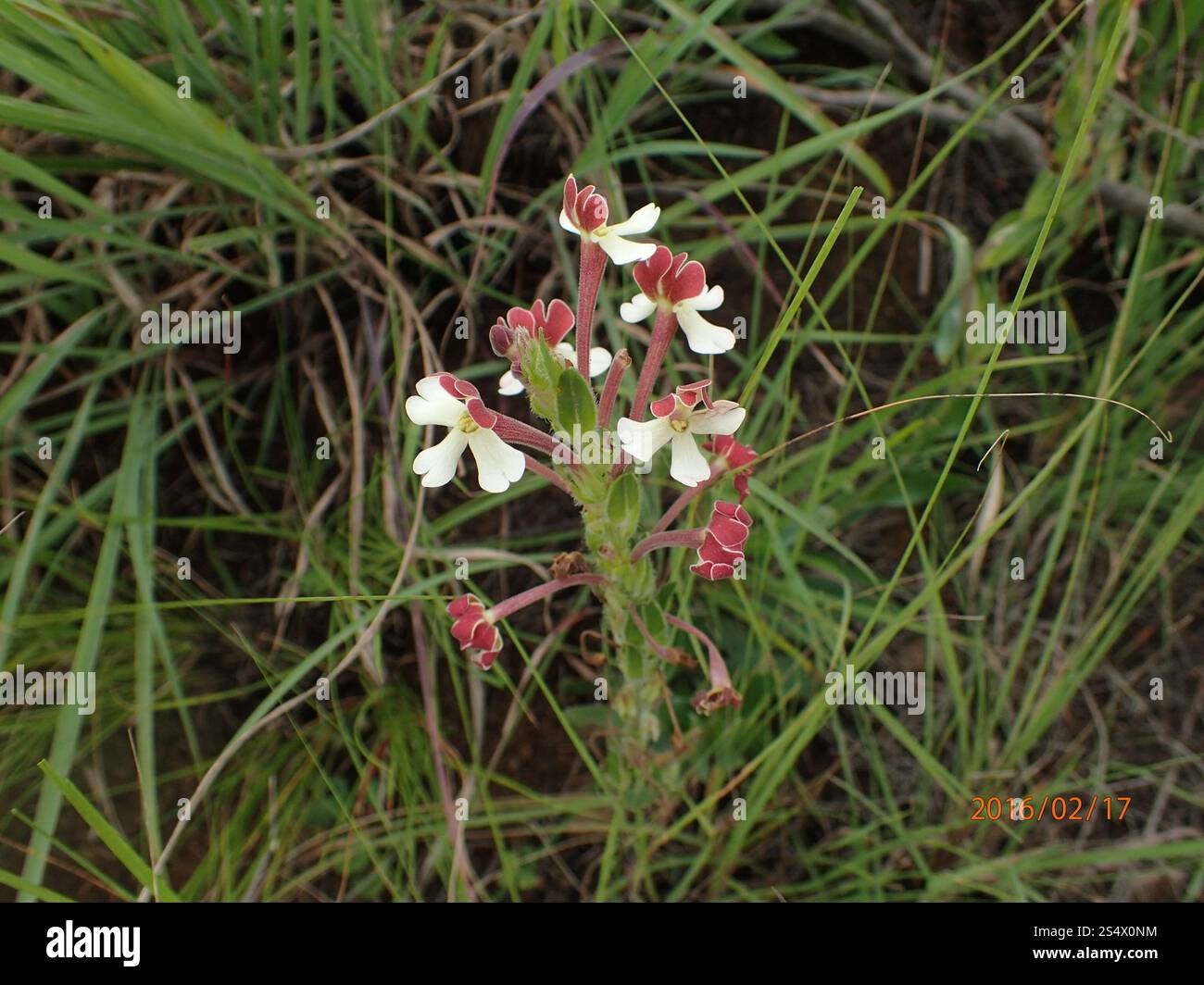 Short-tube Drumsticks (Zaluzianskya microsiphon Stock Photo - Alamy