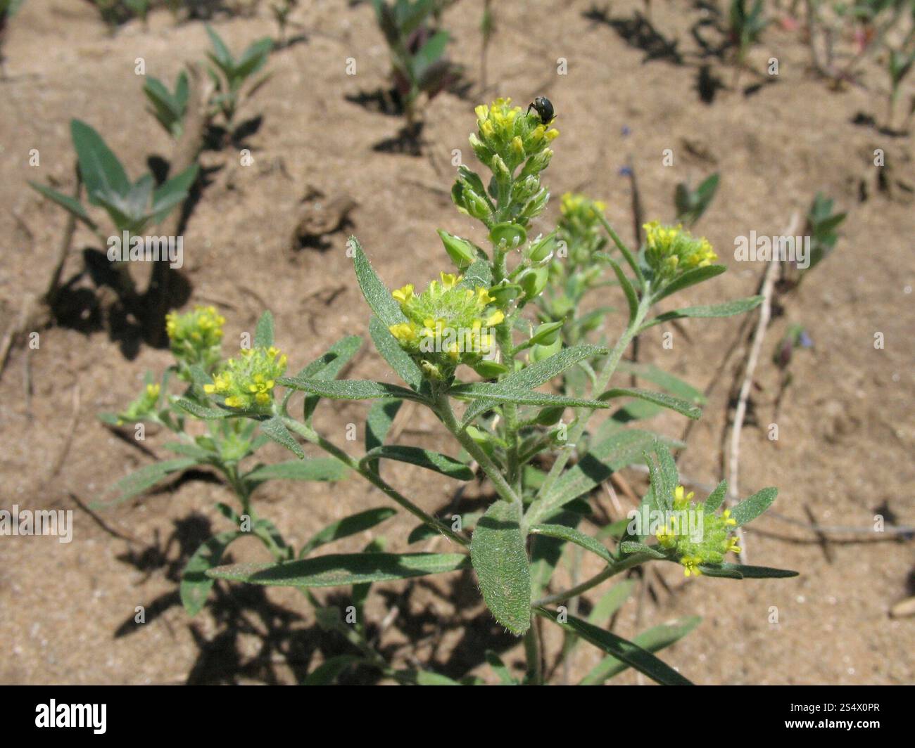 desert madwort (Alyssum desertorum Stock Photo - Alamy
