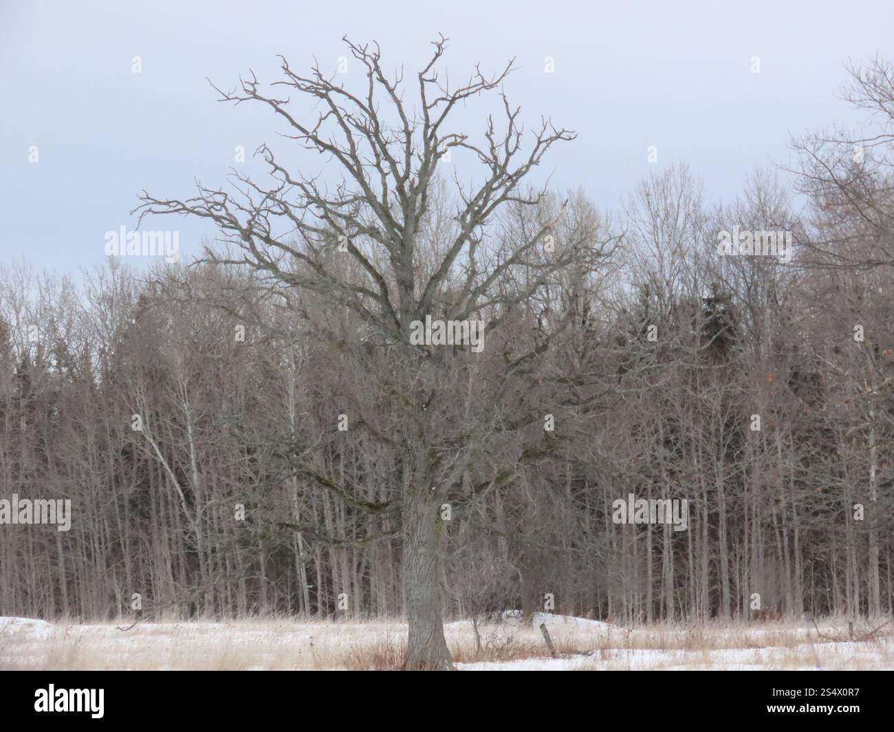 bur oak (Quercus macrocarpa Stock Photo - Alamy