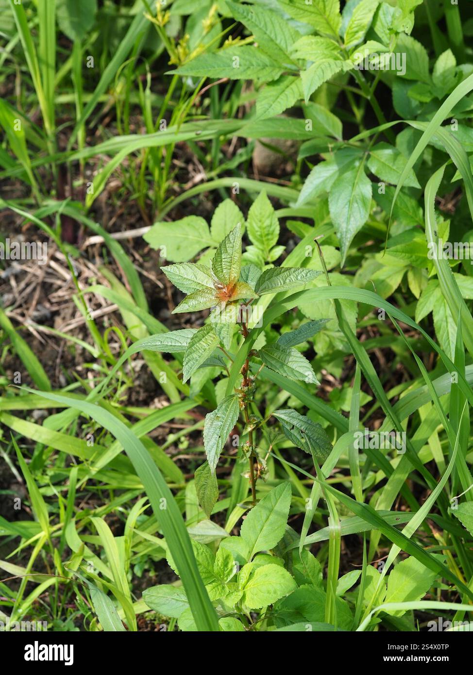 Asian Copperleaf (Acalypha australis Stock Photo - Alamy