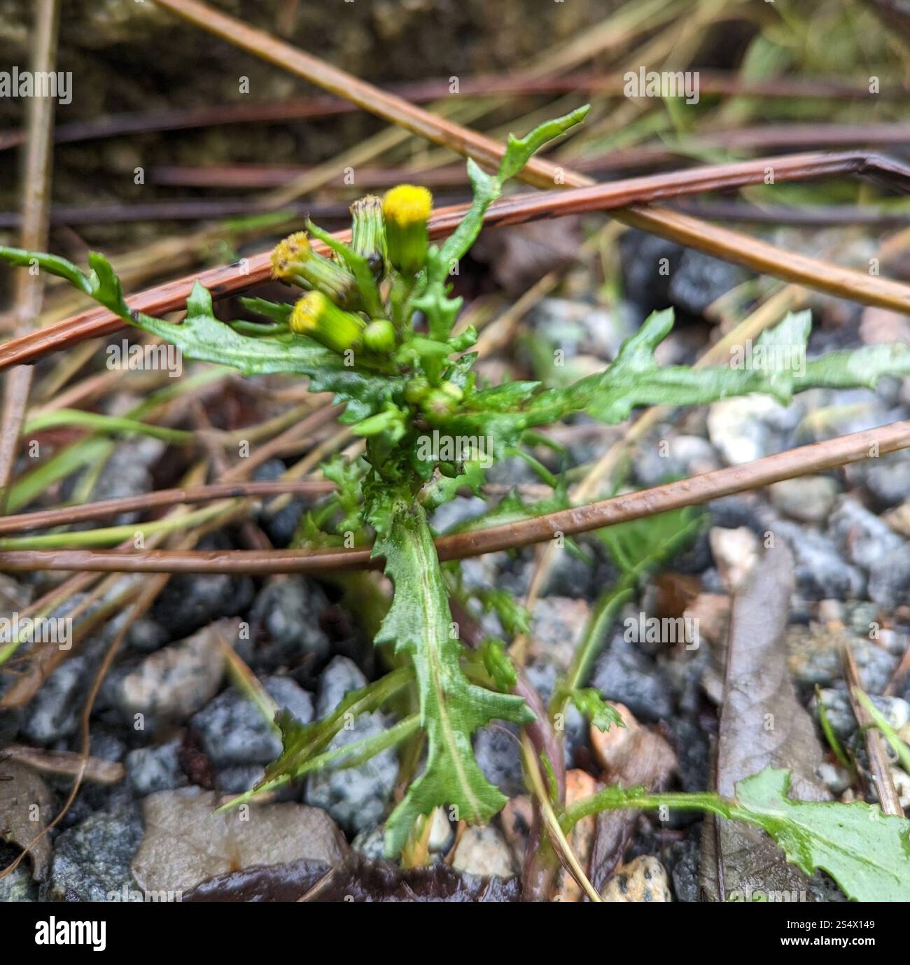 common groundsel (Senecio vulgaris Stock Photo - Alamy