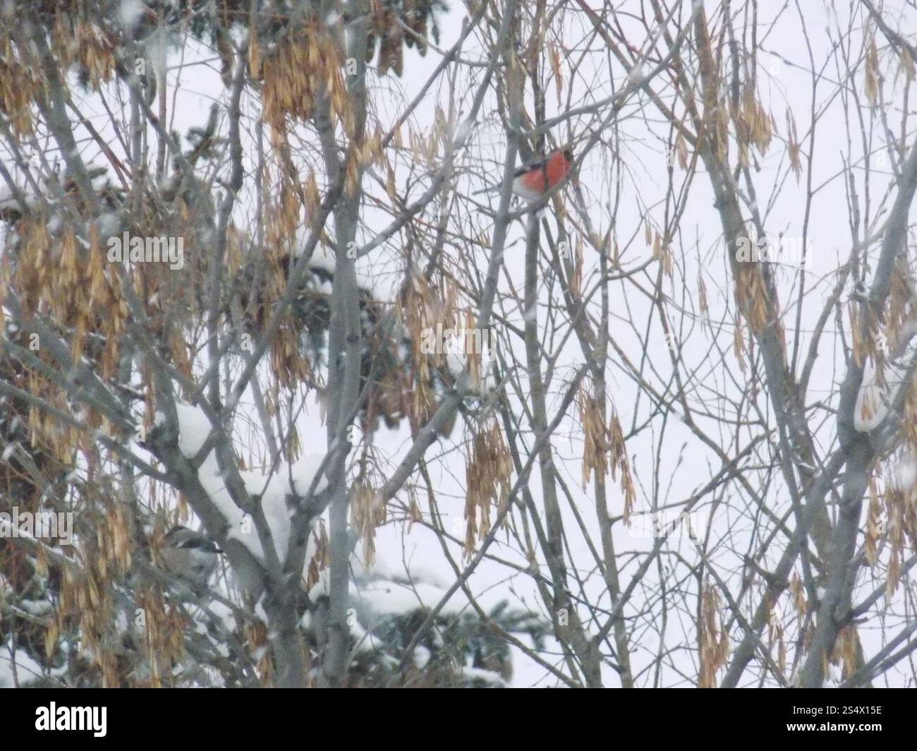 Eurasian Bullfinch (Pyrrhula pyrrhula Stock Photo - Alamy
