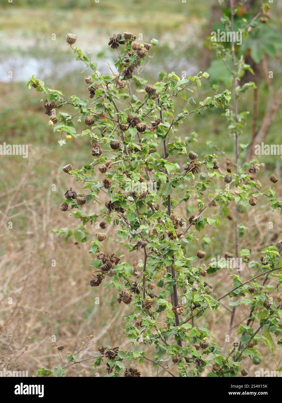 Indian Mallow (Abutilon indicum Stock Photo - Alamy