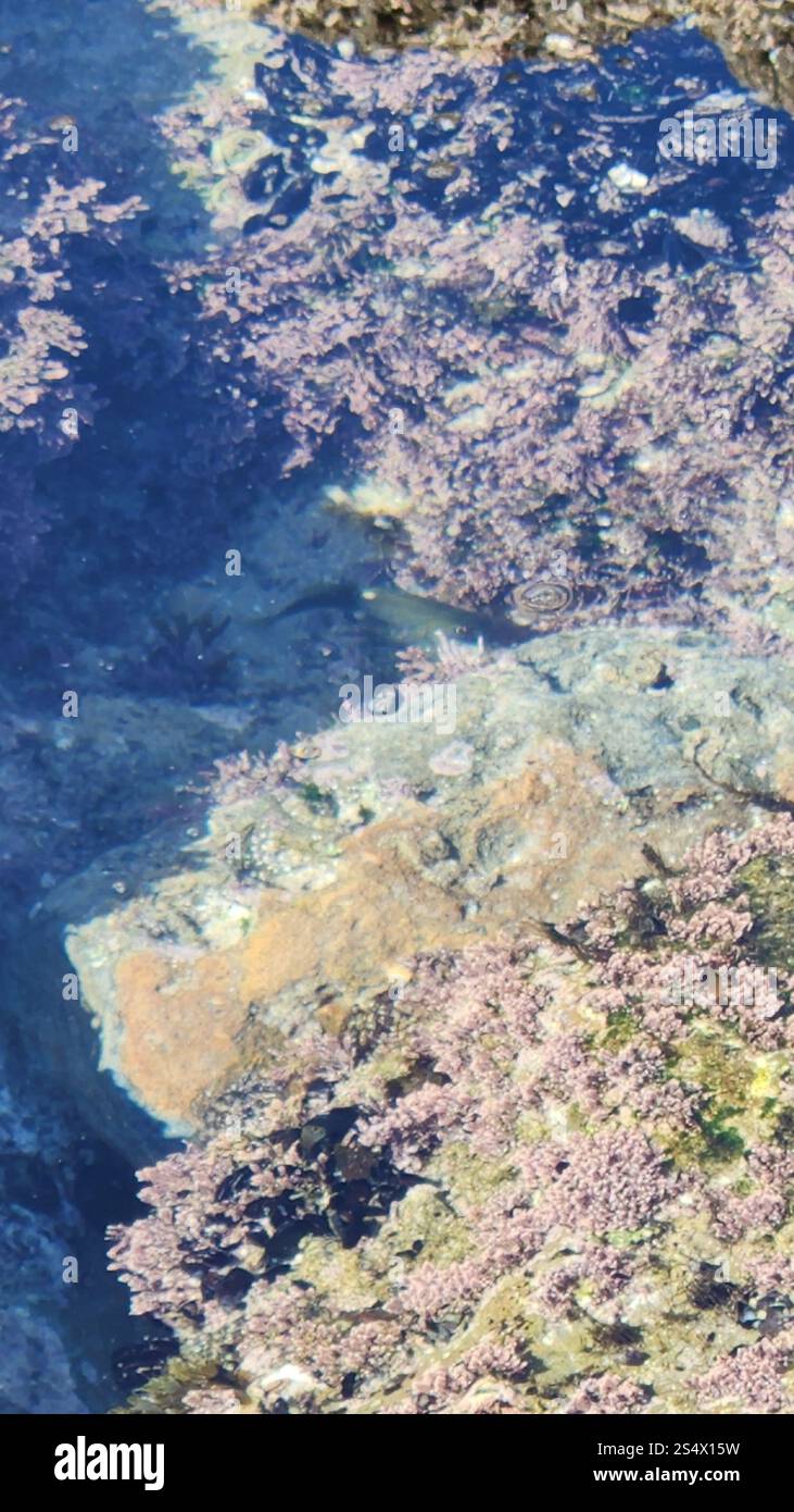 Opaleye (Girella nigricans Stock Photo - Alamy