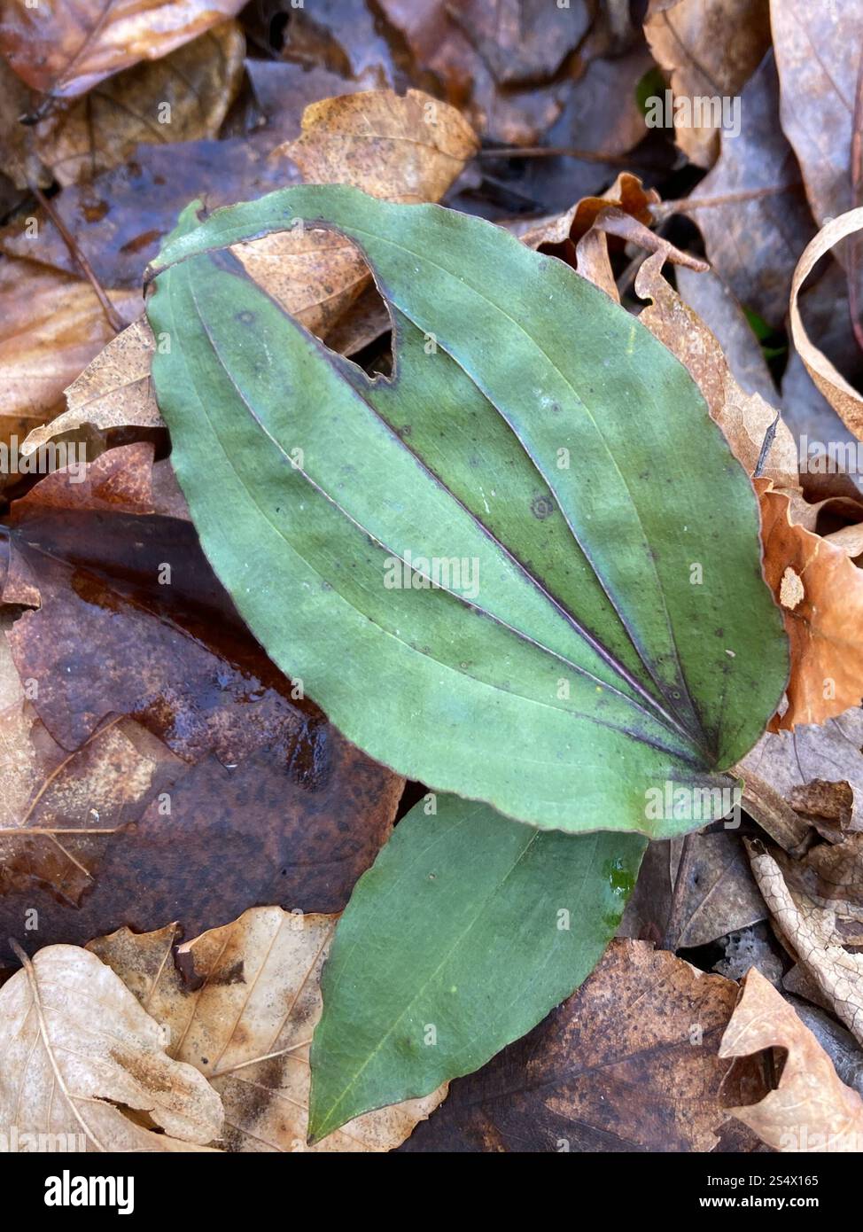 crane-fly orchid (Tipularia discolor Stock Photo - Alamy