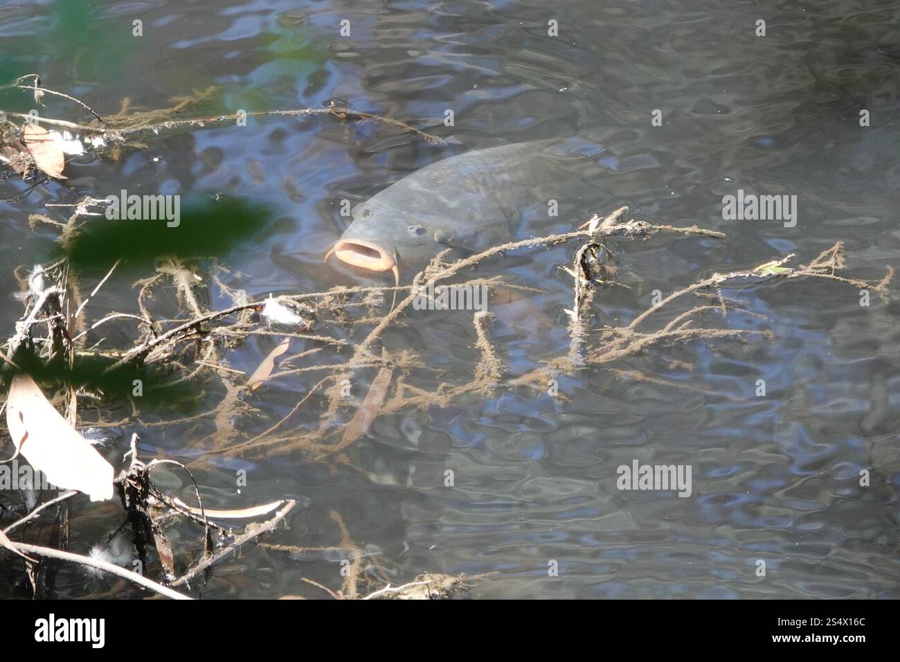 European Carp (Cyprinus carpio Stock Photo - Alamy