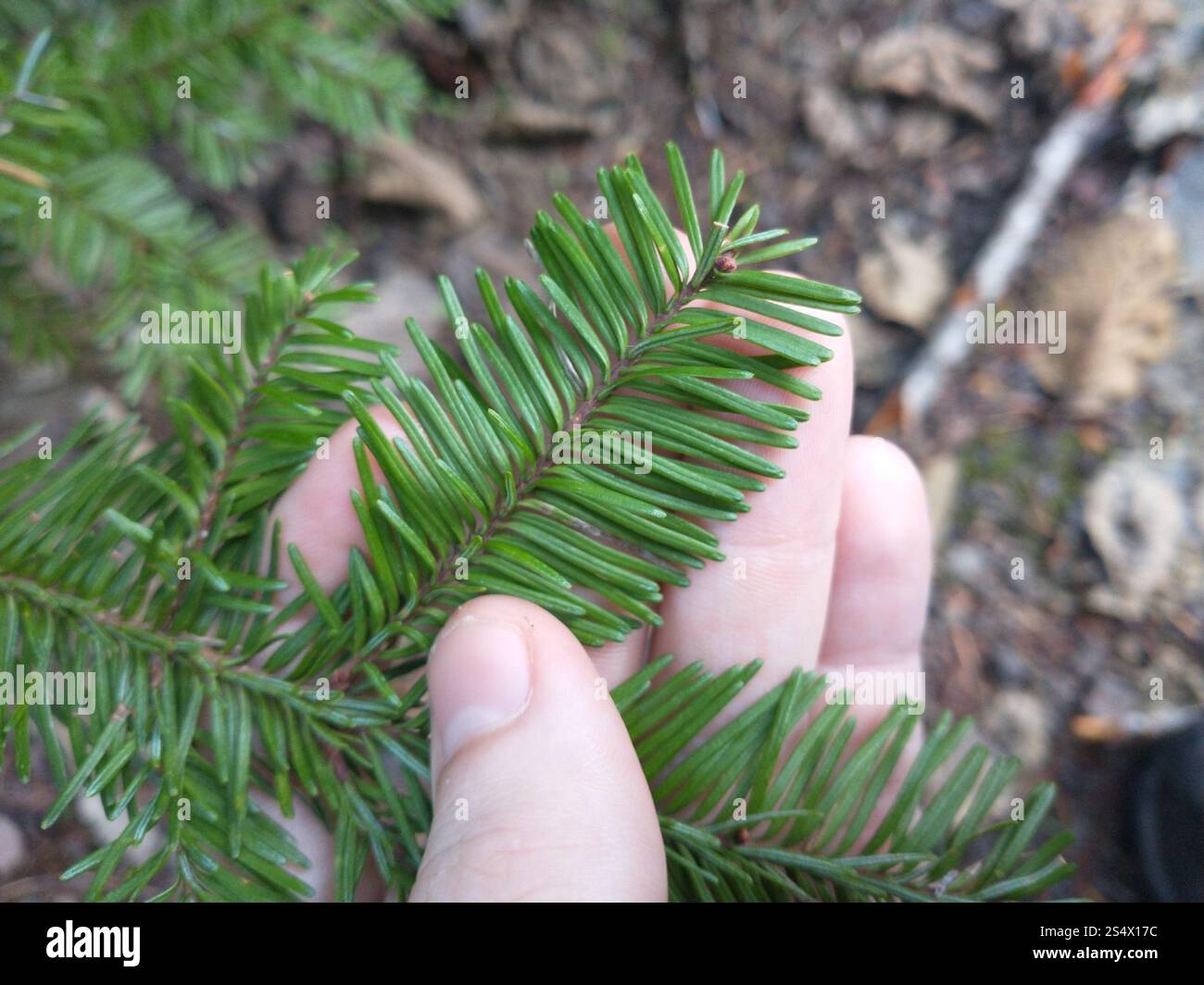 noble fir (Abies procera Stock Photo - Alamy