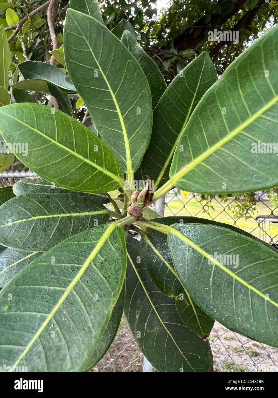 Florida Strangler Fig (Ficus aurea Stock Photo - Alamy