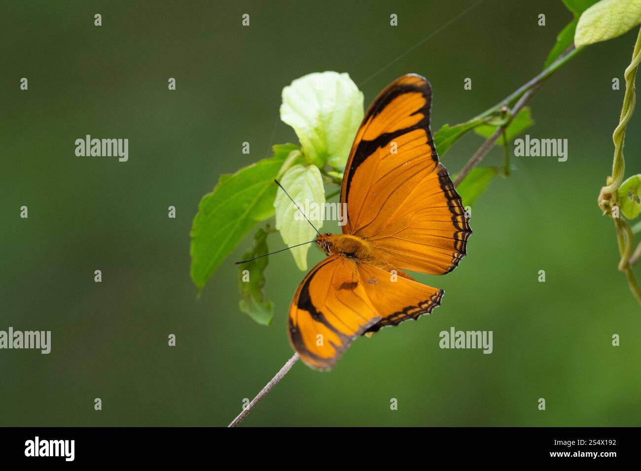 Julia Heliconian (Dryas iulia Stock Photo - Alamy