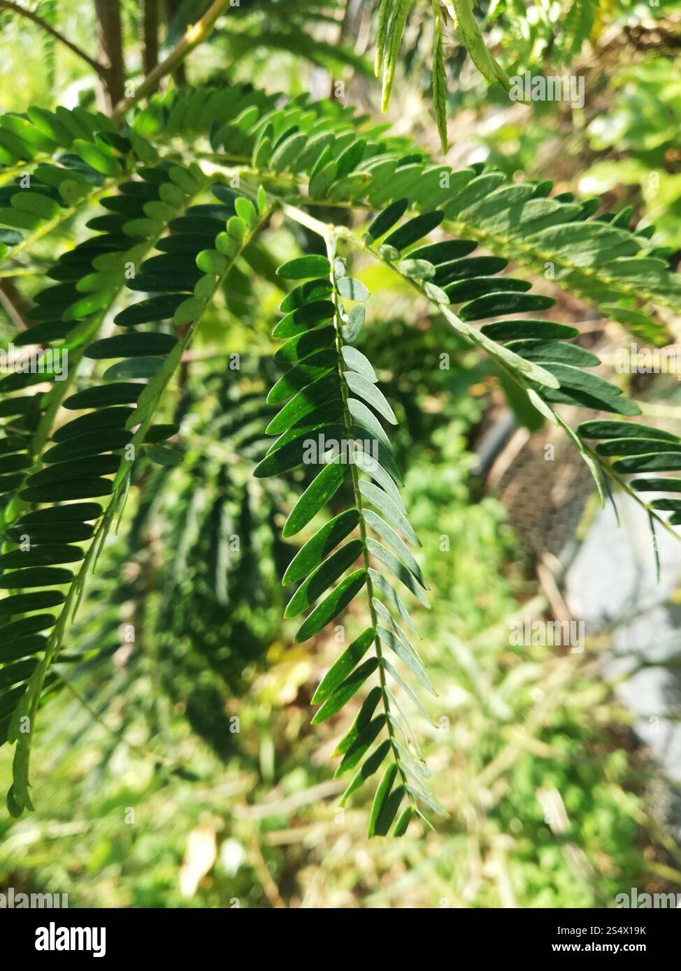 Plume Albizia (Paraserianthes lophantha Stock Photo - Alamy