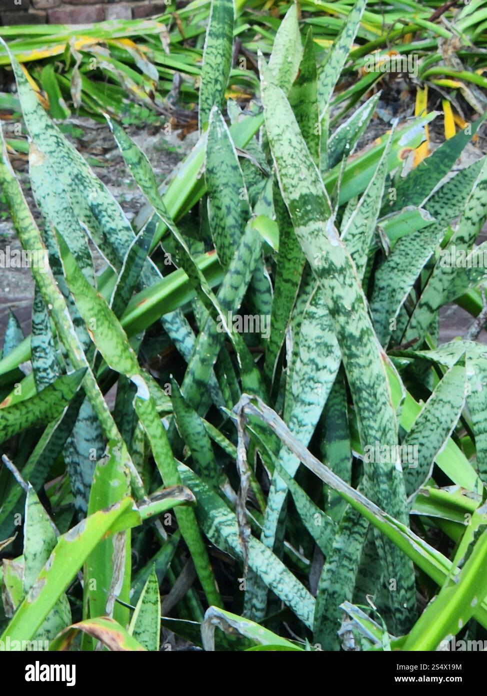 Snake Plant (Sansevieria trifasciata Stock Photo - Alamy