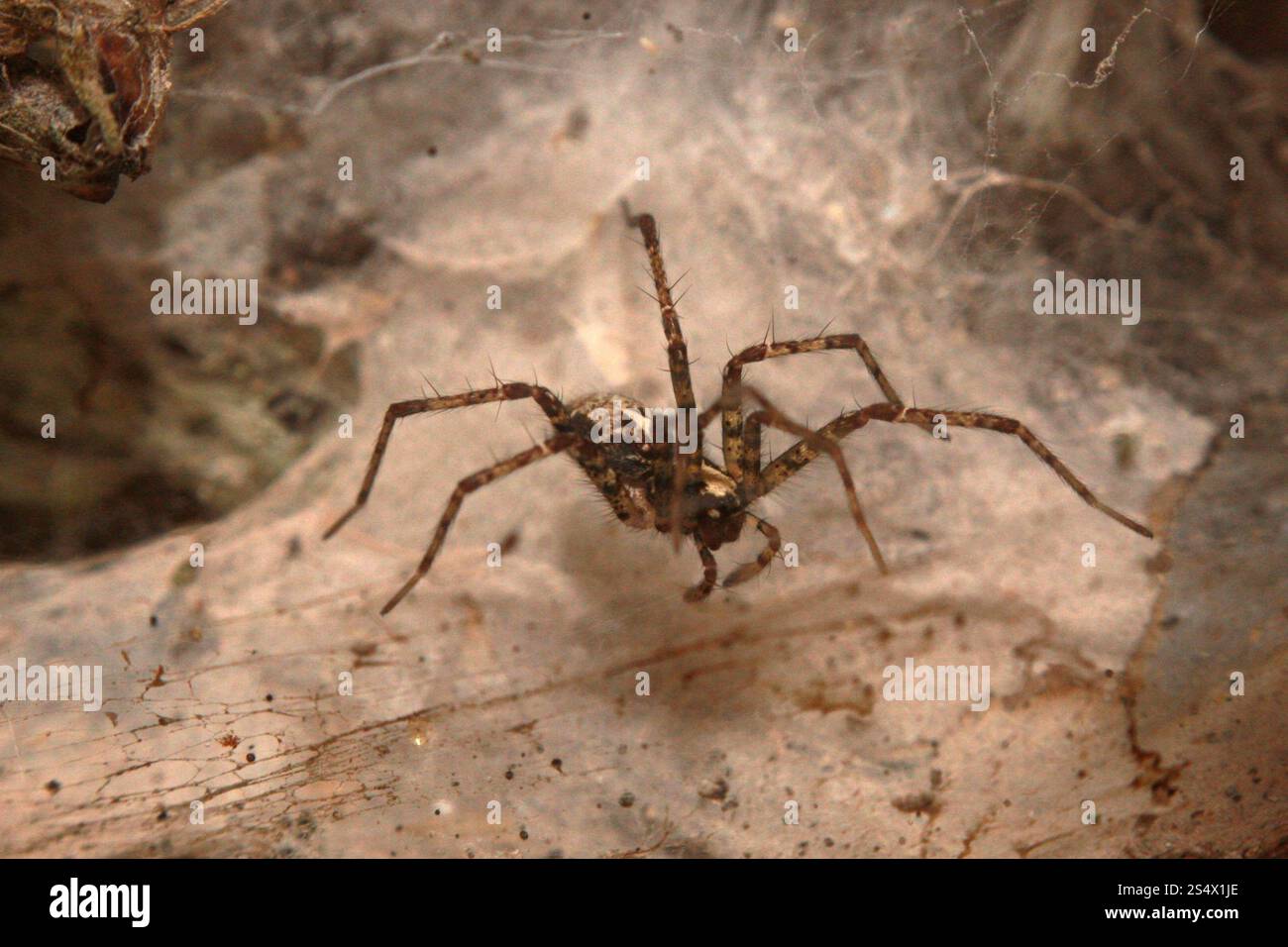 Typical Spiders (Araneomorphae Stock Photo - Alamy