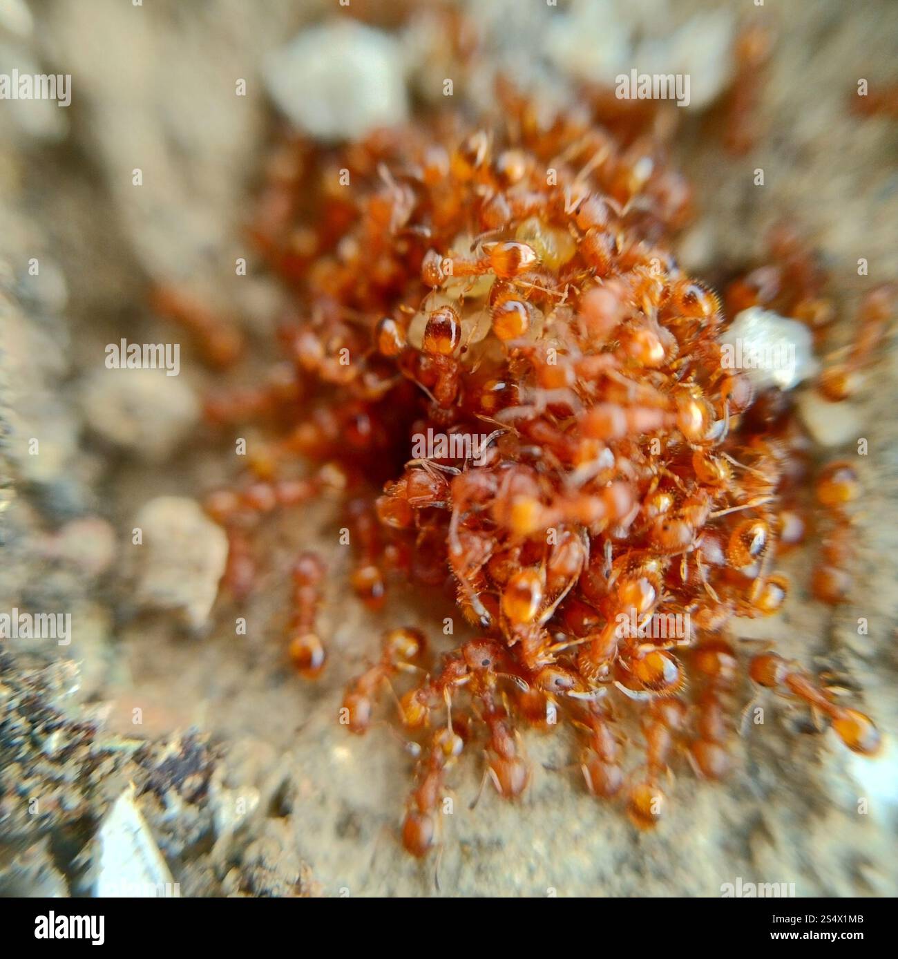 Acorn Ants and Allies (Temnothorax Stock Photo - Alamy