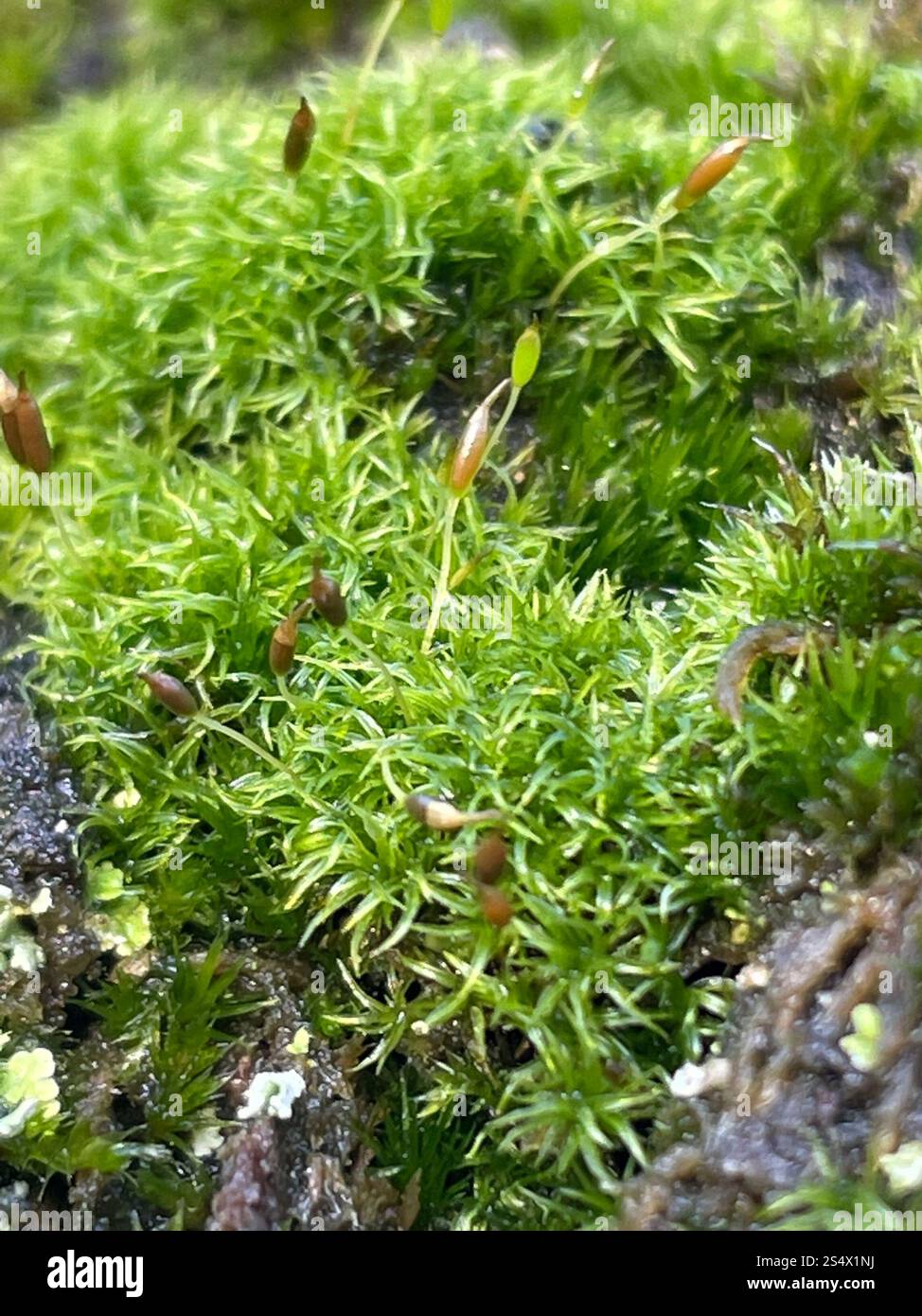 Common Pincushion (Dicranoweisia cirrata Stock Photo - Alamy
