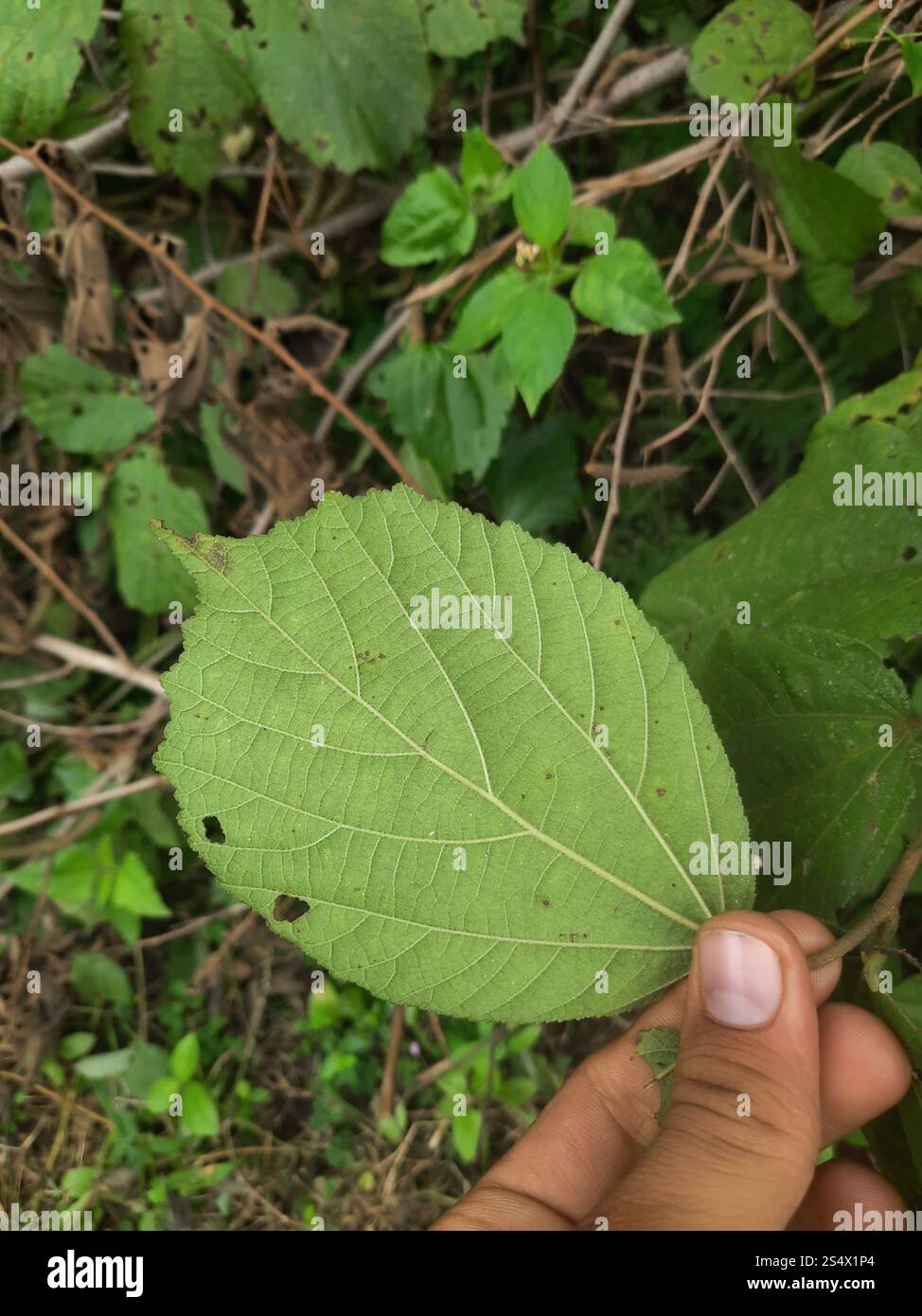 Indian screw tree hi-res stock photography and images - Alamy