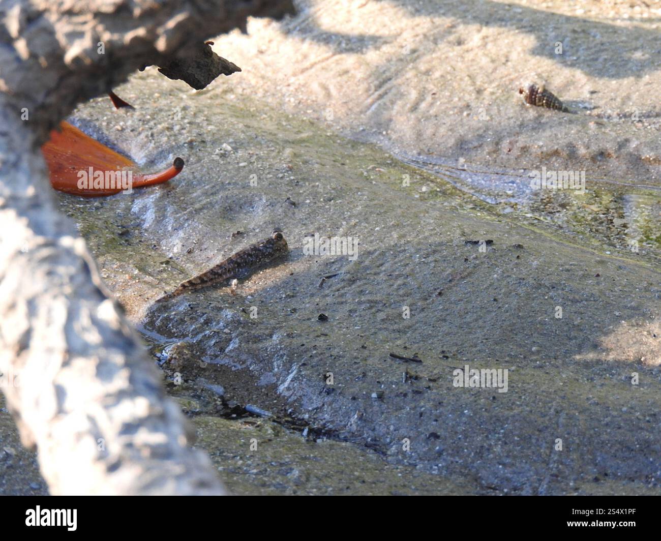 Barred Mudskipper (Periophthalmus argentilineatus Stock Photo - Alamy