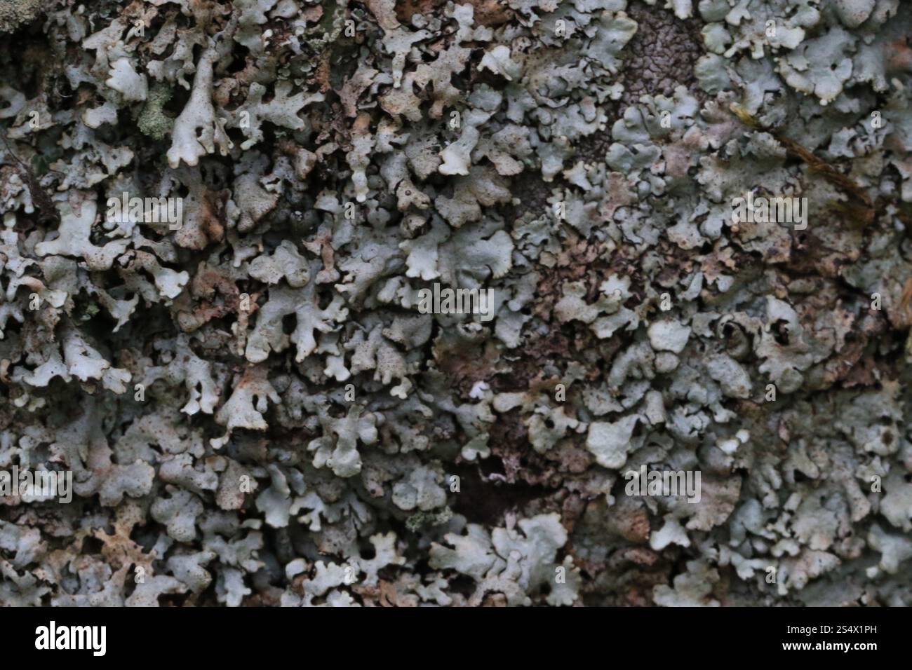 rock shield lichens (Xanthoparmelia Stock Photo - Alamy