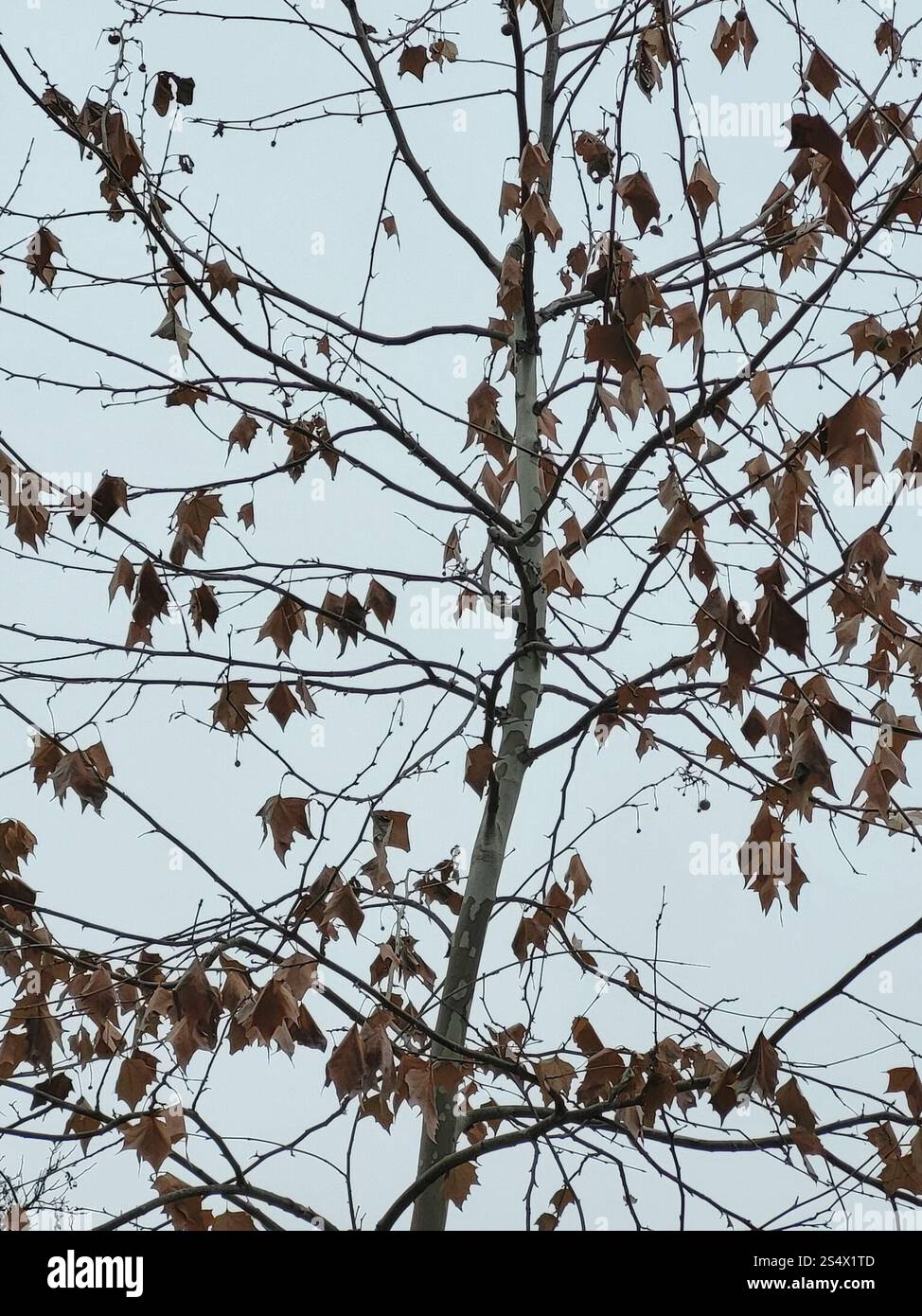 American sycamore (Platanus occidentalis Stock Photo - Alamy