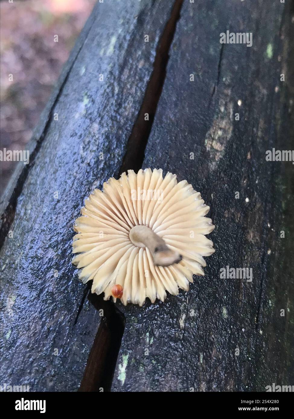 Sulcate Sunhead (Heliocybe sulcata Stock Photo - Alamy