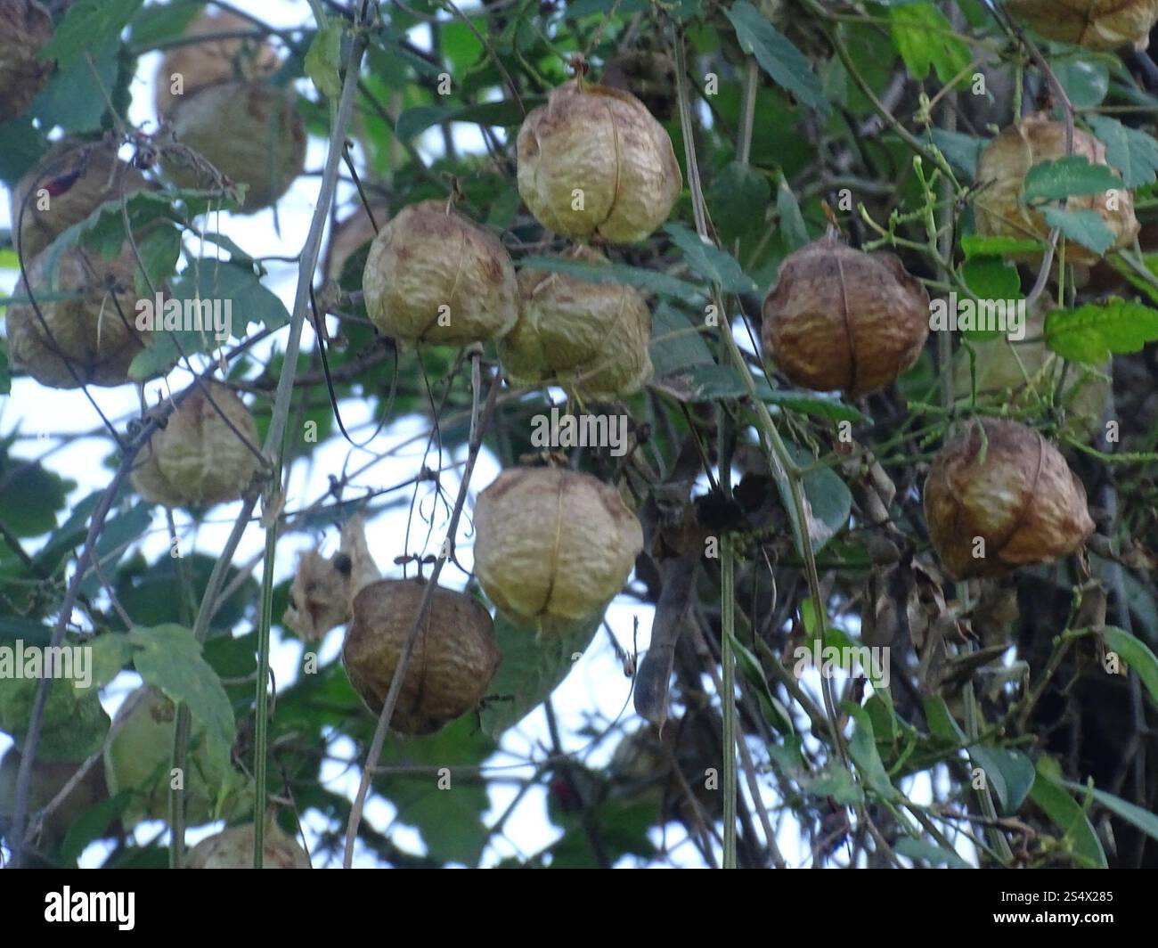 Balloon Vines and Heartseed (Cardiospermum Stock Photo - Alamy