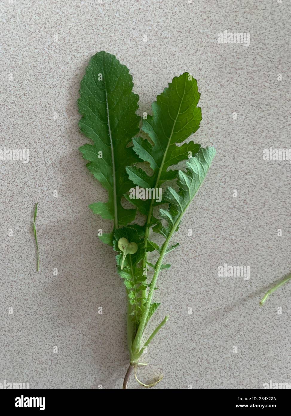 Saharan Mustard (Brassica tournefortii Stock Photo - Alamy