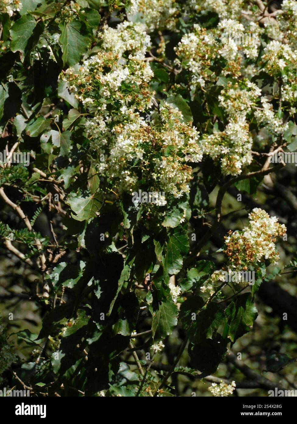Hairless Dombeya (Dombeya cymosa Stock Photo - Alamy