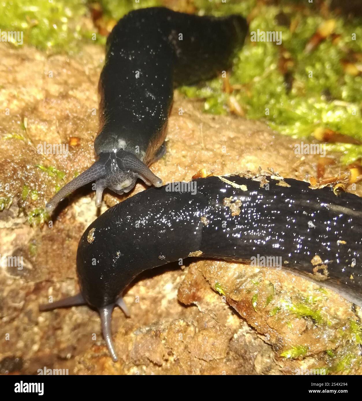 Ash-black Slug (Limax cinereoniger Stock Photo - Alamy