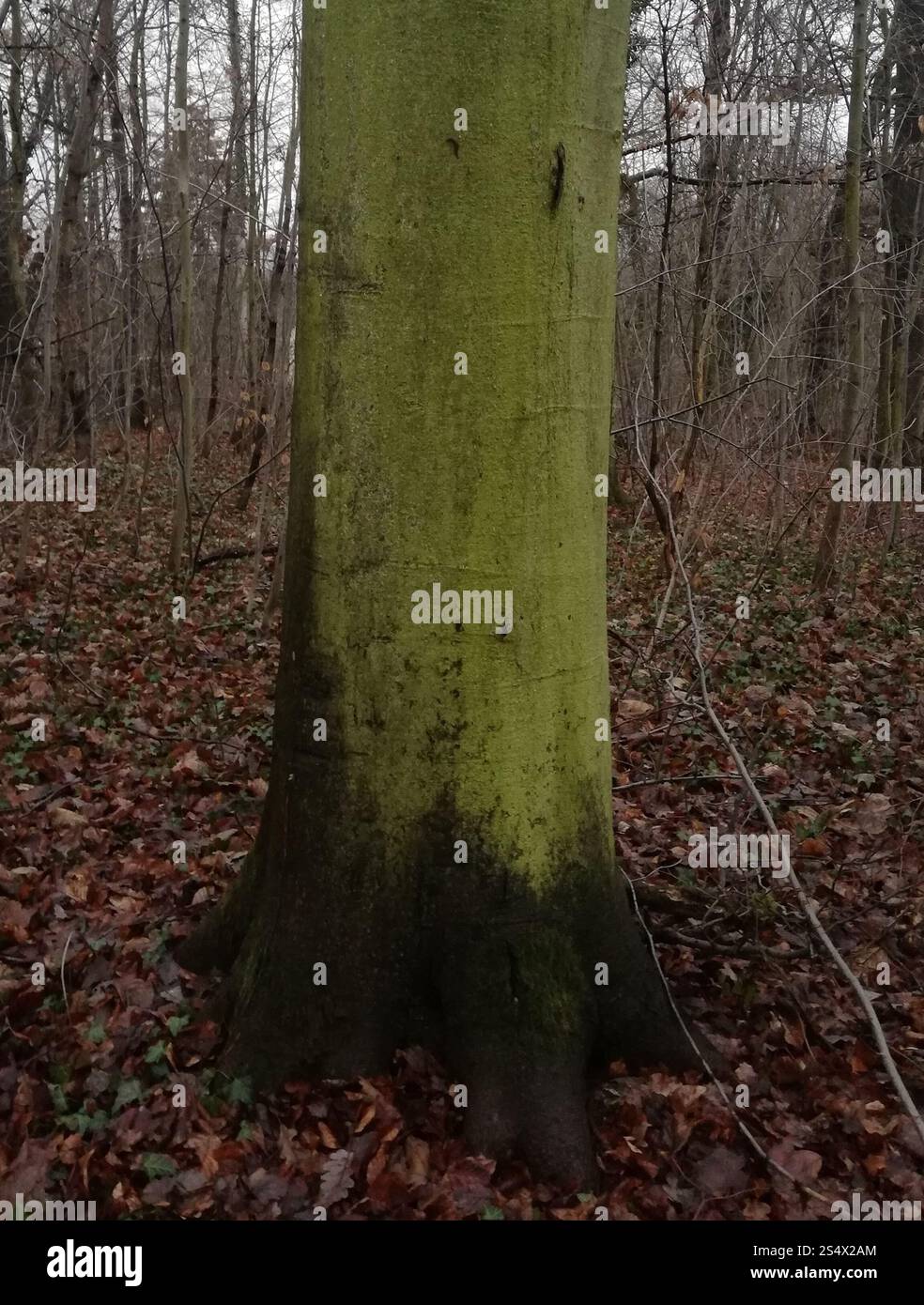 Tree slug (Lehmannia marginata Stock Photo - Alamy