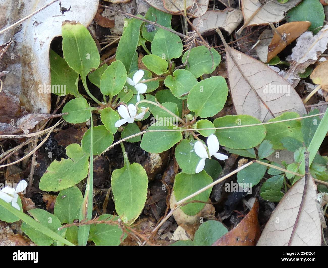 primrose-leaved violet (Viola primulifolia Stock Photo - Alamy