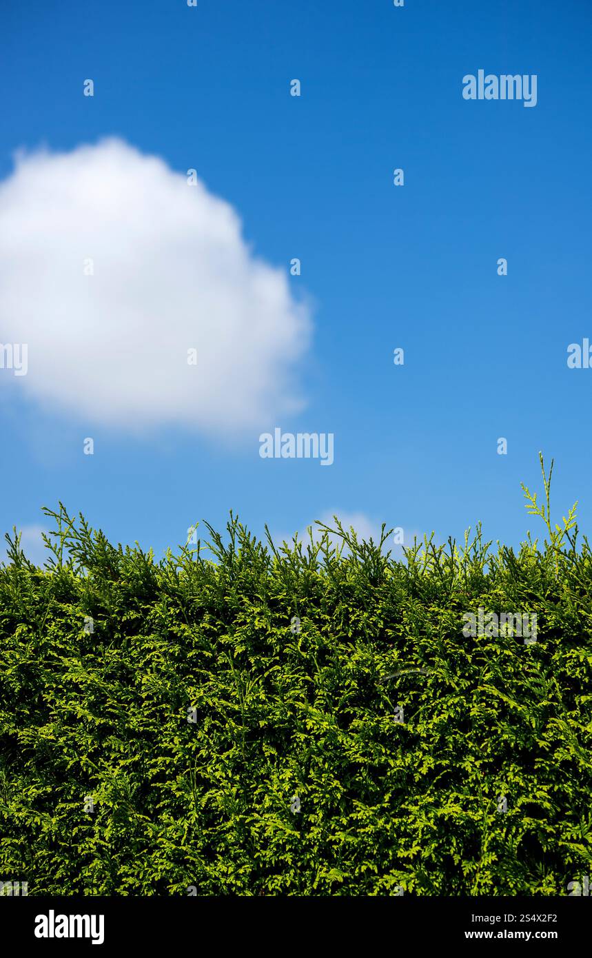 Green hedge and blue sky with white cloud Stock Photo - Alamy