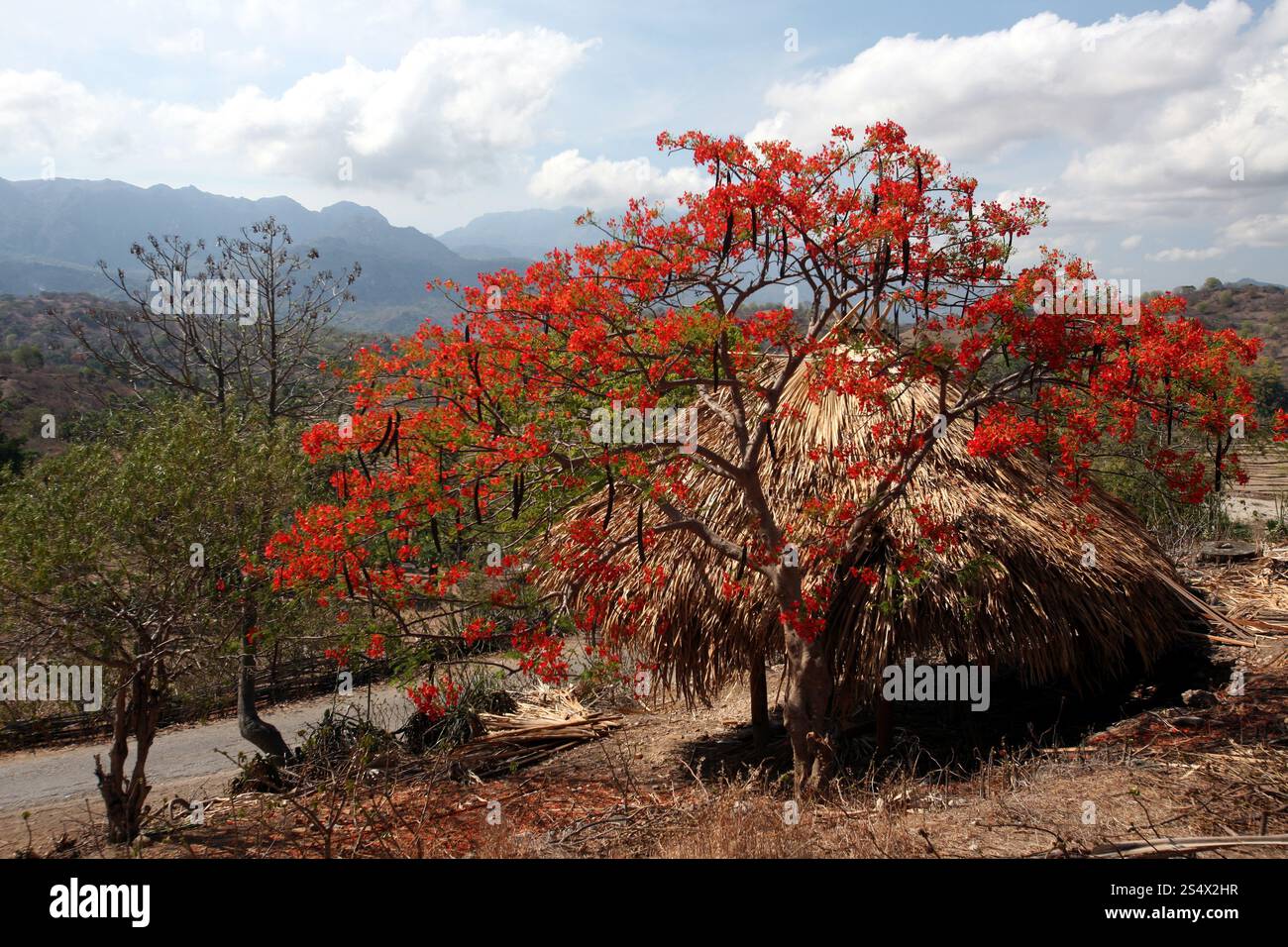 the landscape at the village of Lantam in the south of East Timor in ...