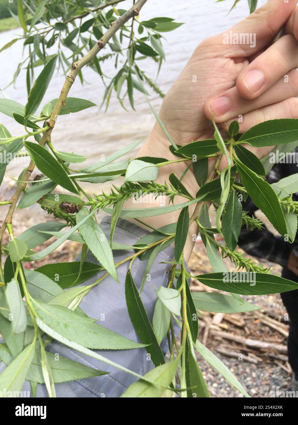 hybrid crack willow (Salix × fragilis Stock Photo - Alamy