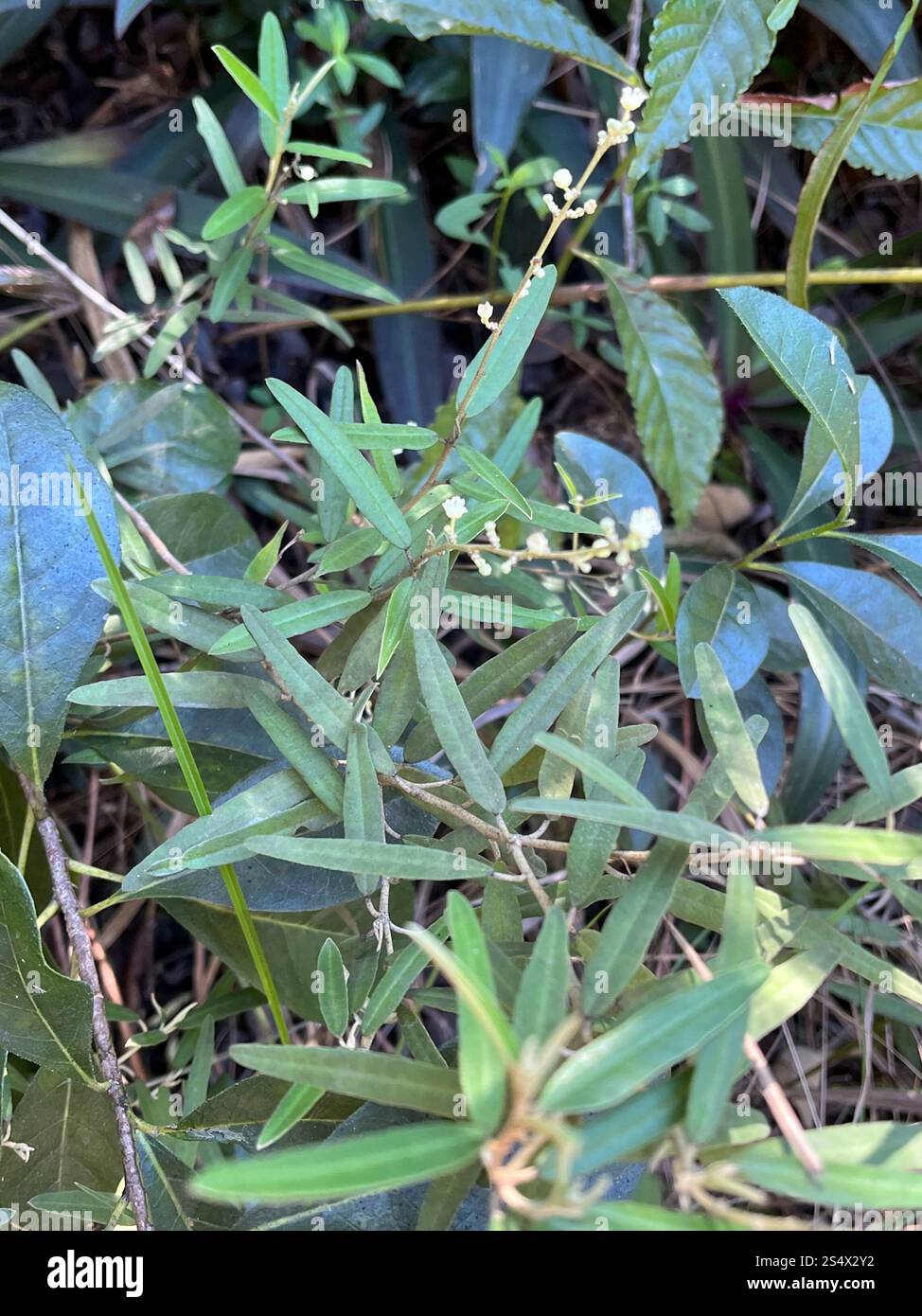 pineland croton (Croton linearis Stock Photo - Alamy