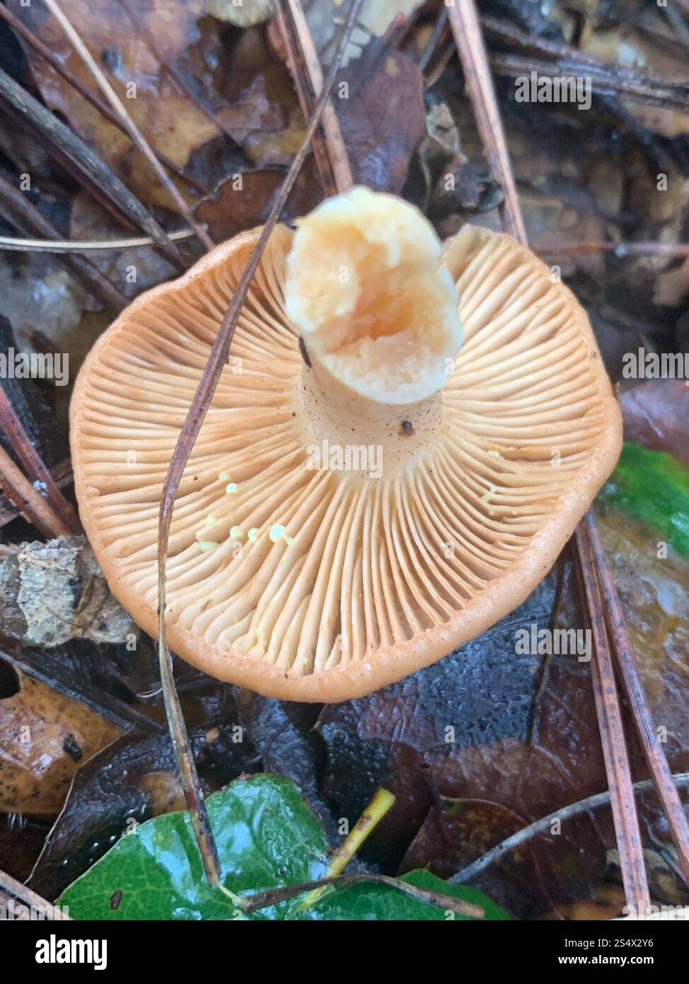 Candy Cap (Lactarius rubidus Stock Photo - Alamy
