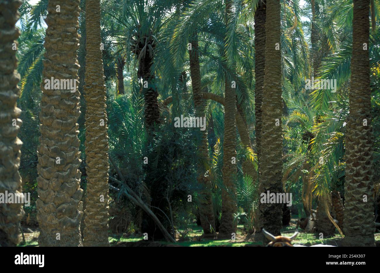 Dates Plantation in of the town and Oasis of Farafra in the lybian or ...