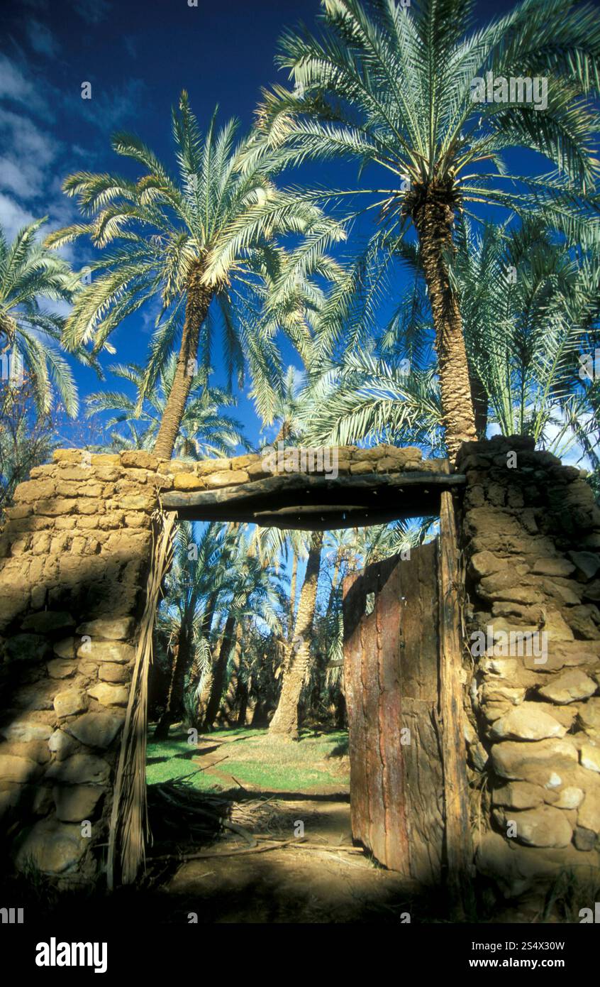 Dates Plantation in of the town and Oasis of Farafra in the lybian or ...