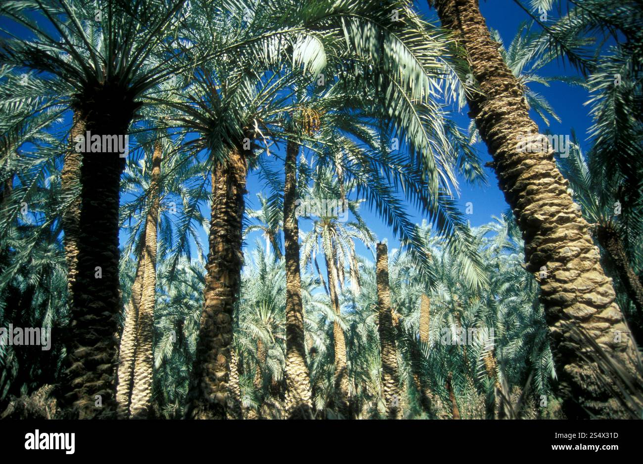 Dates Plantation in of the town and Oasis of Farafra in the lybian or ...