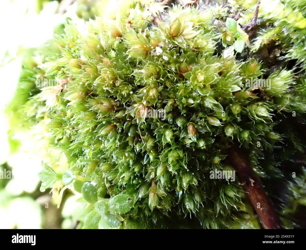 Capillary Thread-moss (Ptychostomum capillare Stock Photo - Alamy