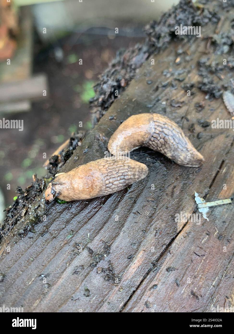 Milky Slug (Deroceras reticulatum Stock Photo - Alamy