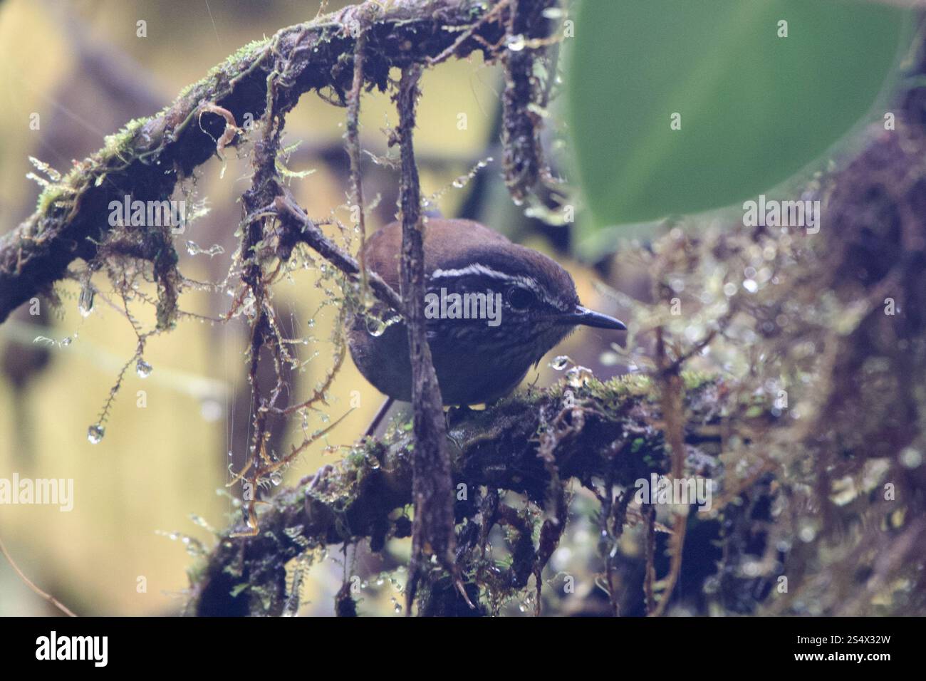 Gray-breasted Wood-Wren (Henicorhina leucophrys Stock Photo - Alamy